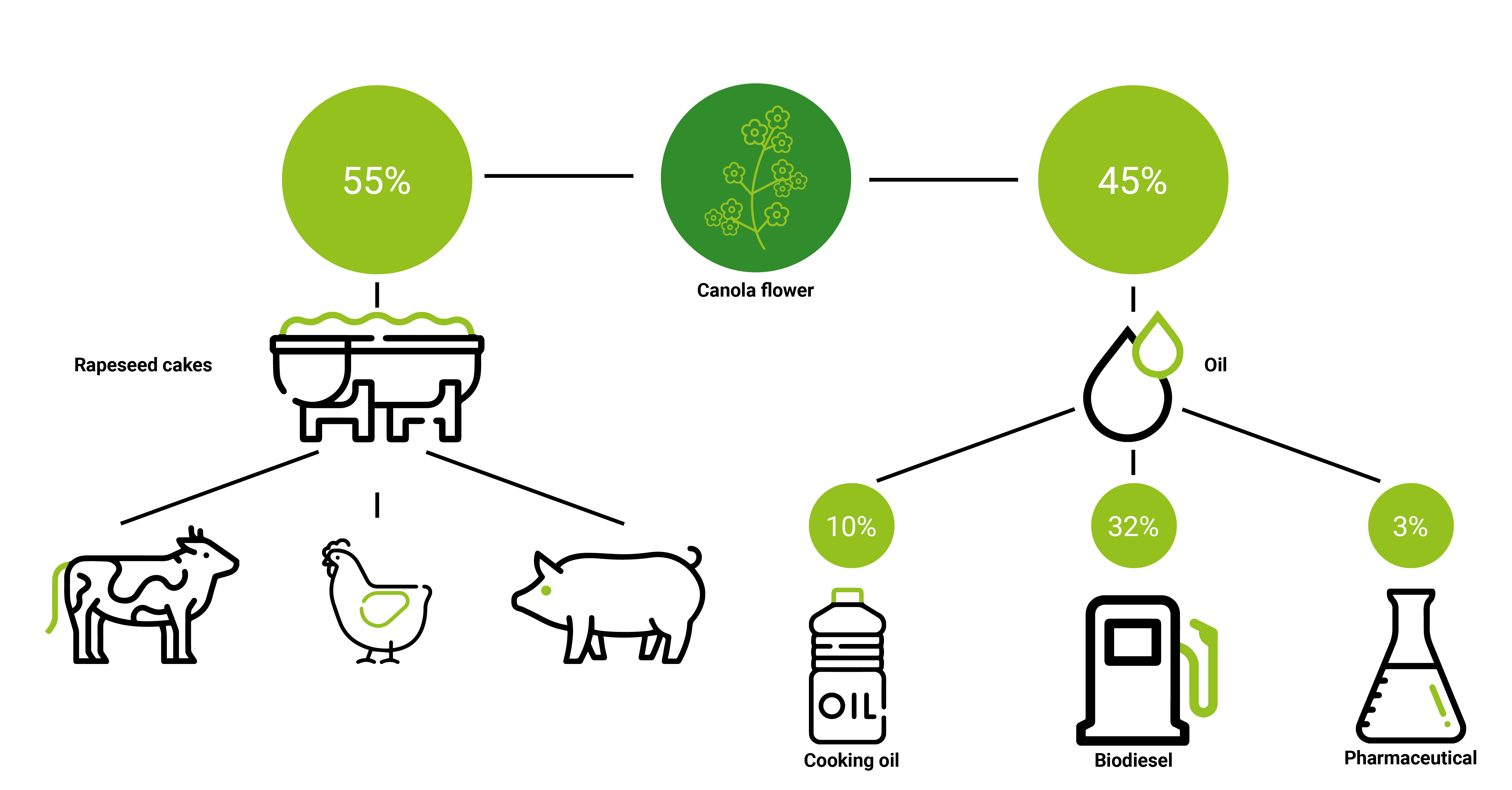 Rape seed - the yellow and green gold | Biofuel Express